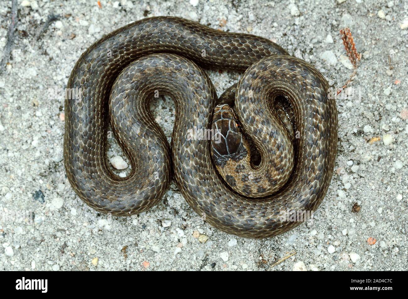 Smooth snake (Coronella austriaca). This snake is non-venomous and is ...