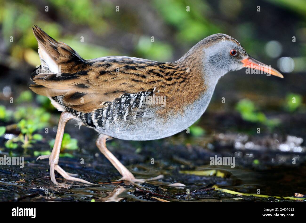 Water rail (Rallus aquaticus) in winter. This small wetland bird breeds ...