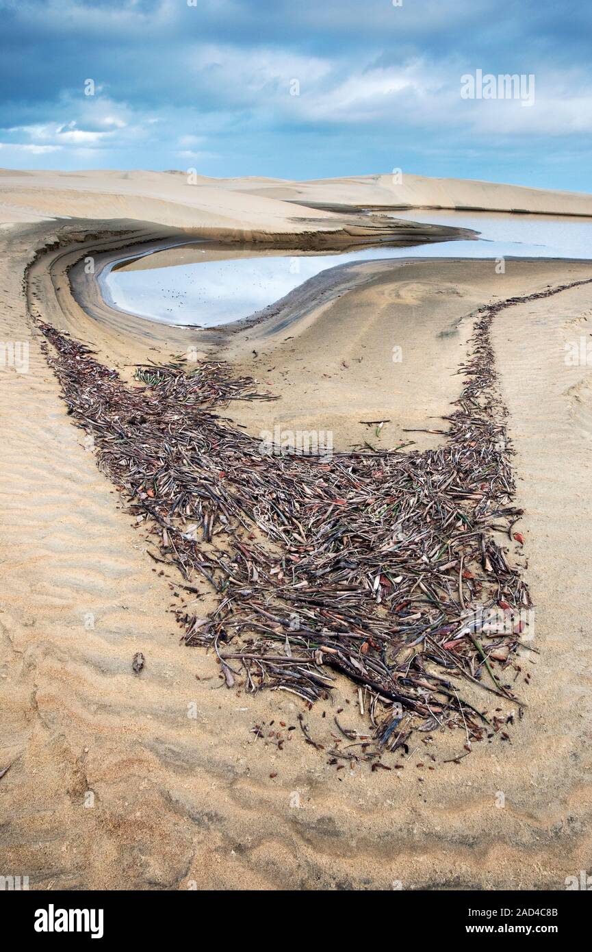 Mangrove seedlings, or propagules, on the shoreline. Mangrove seeds are ...