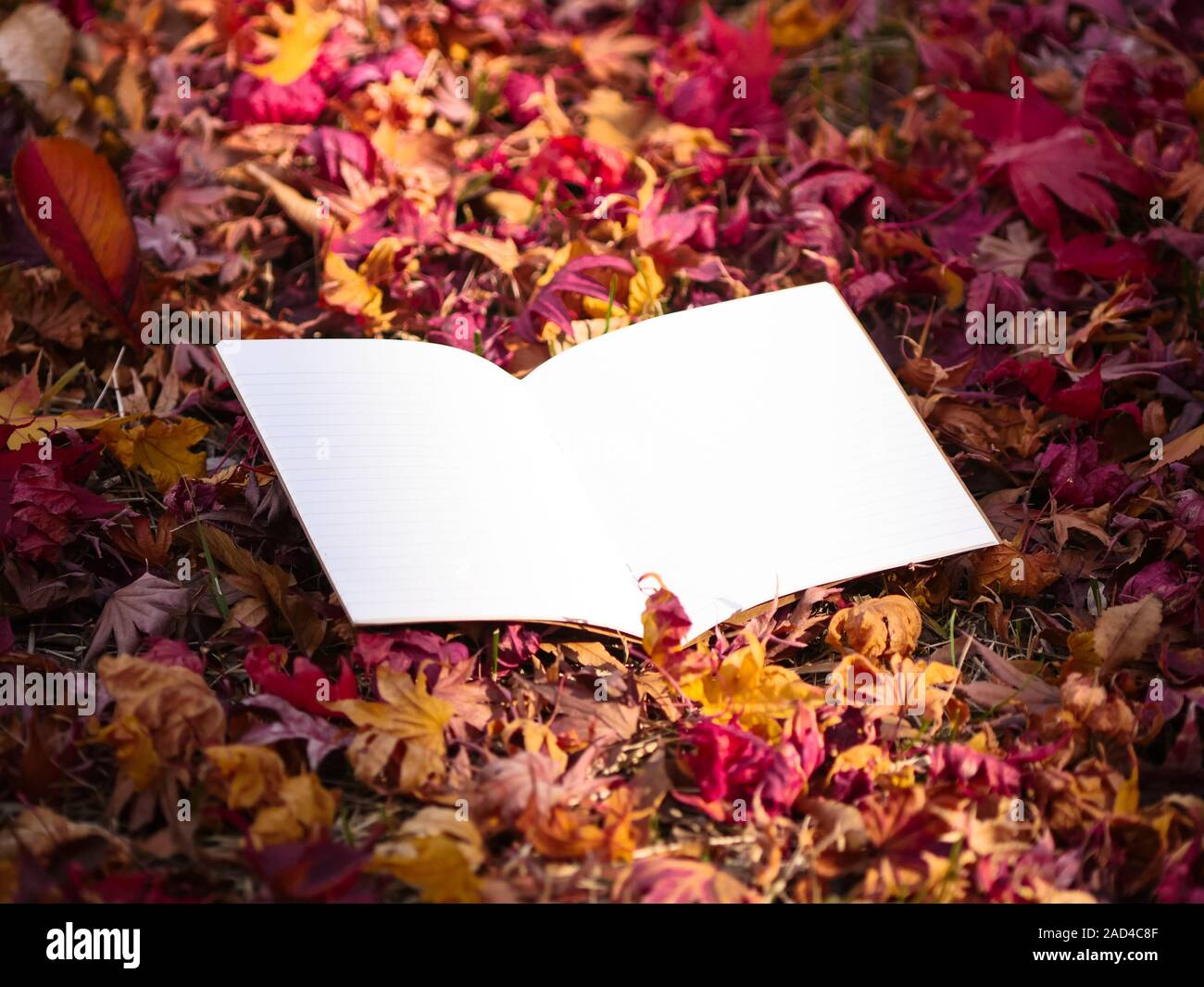 The fallen autumn leaves background with open book in outdoor Stock ...