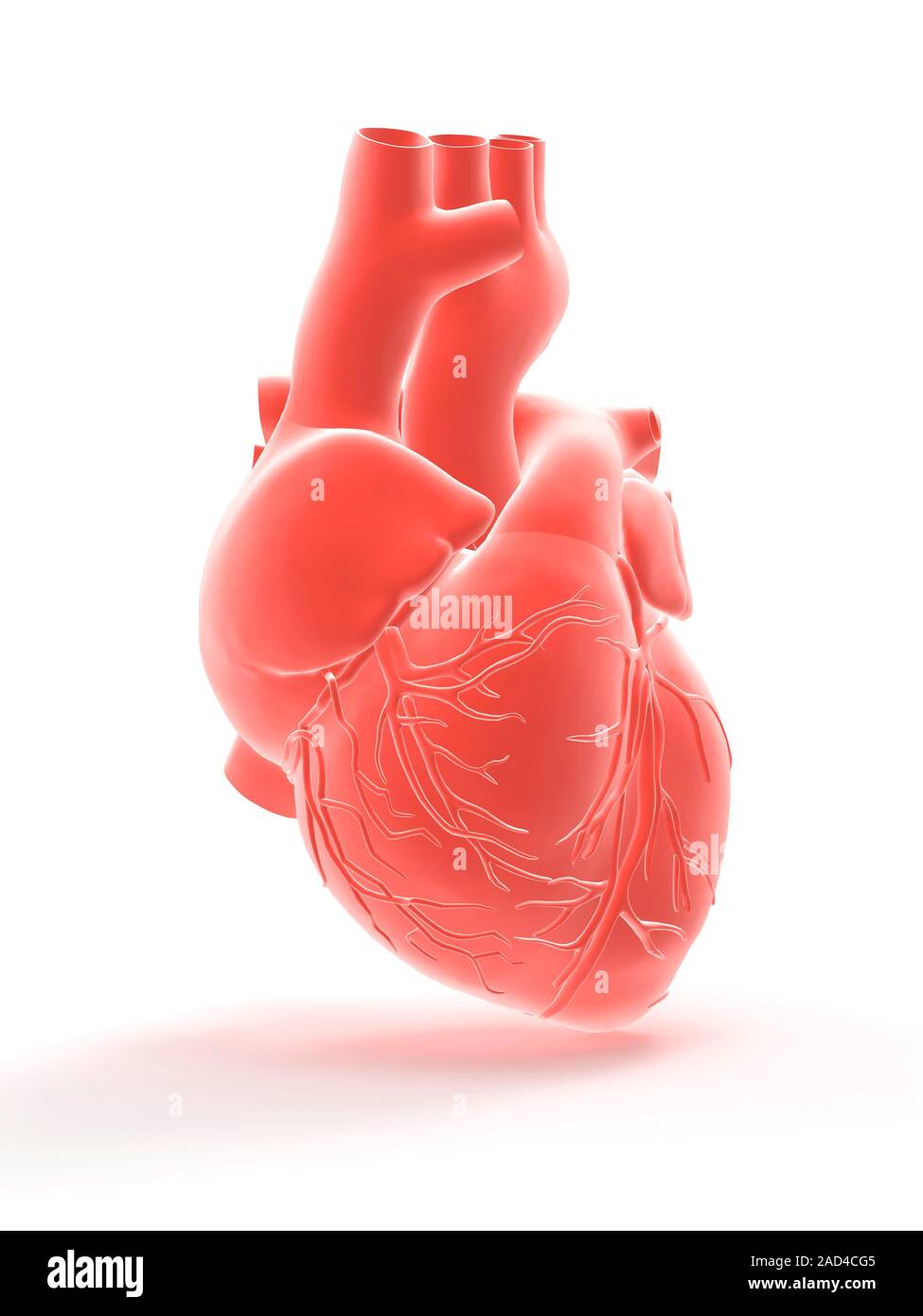 Human heart, computer artwork Stock Photo - Alamy
