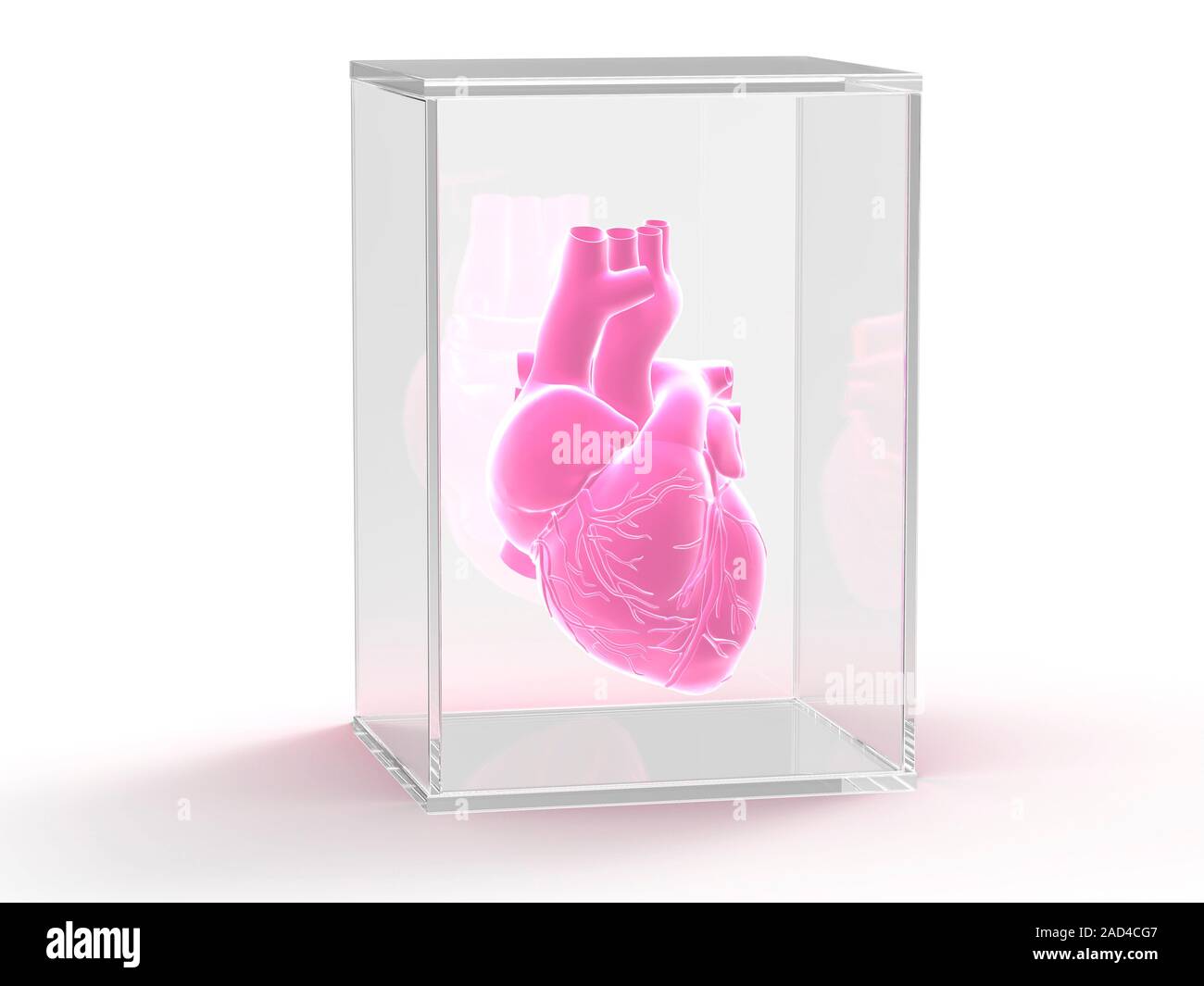 Human heart in a glass case, computer artwork Stock Photo - Alamy