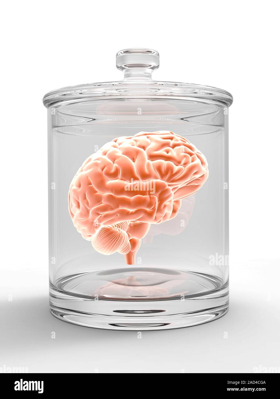 Human brain in a glass jar, computer artwork Stock Photo - Alamy