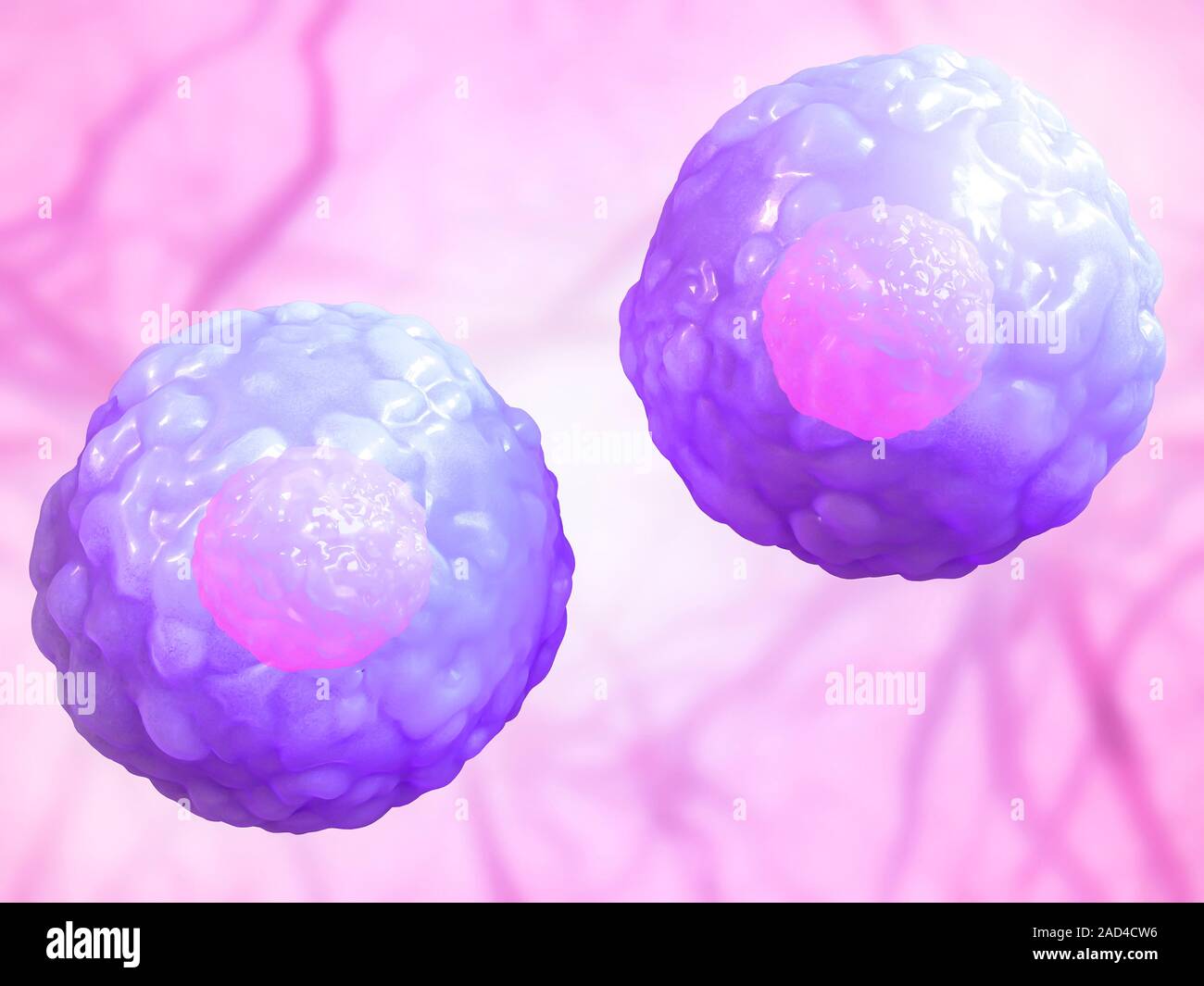 Stem cells, illustration. Stem cells are undifferentiated cells that ...