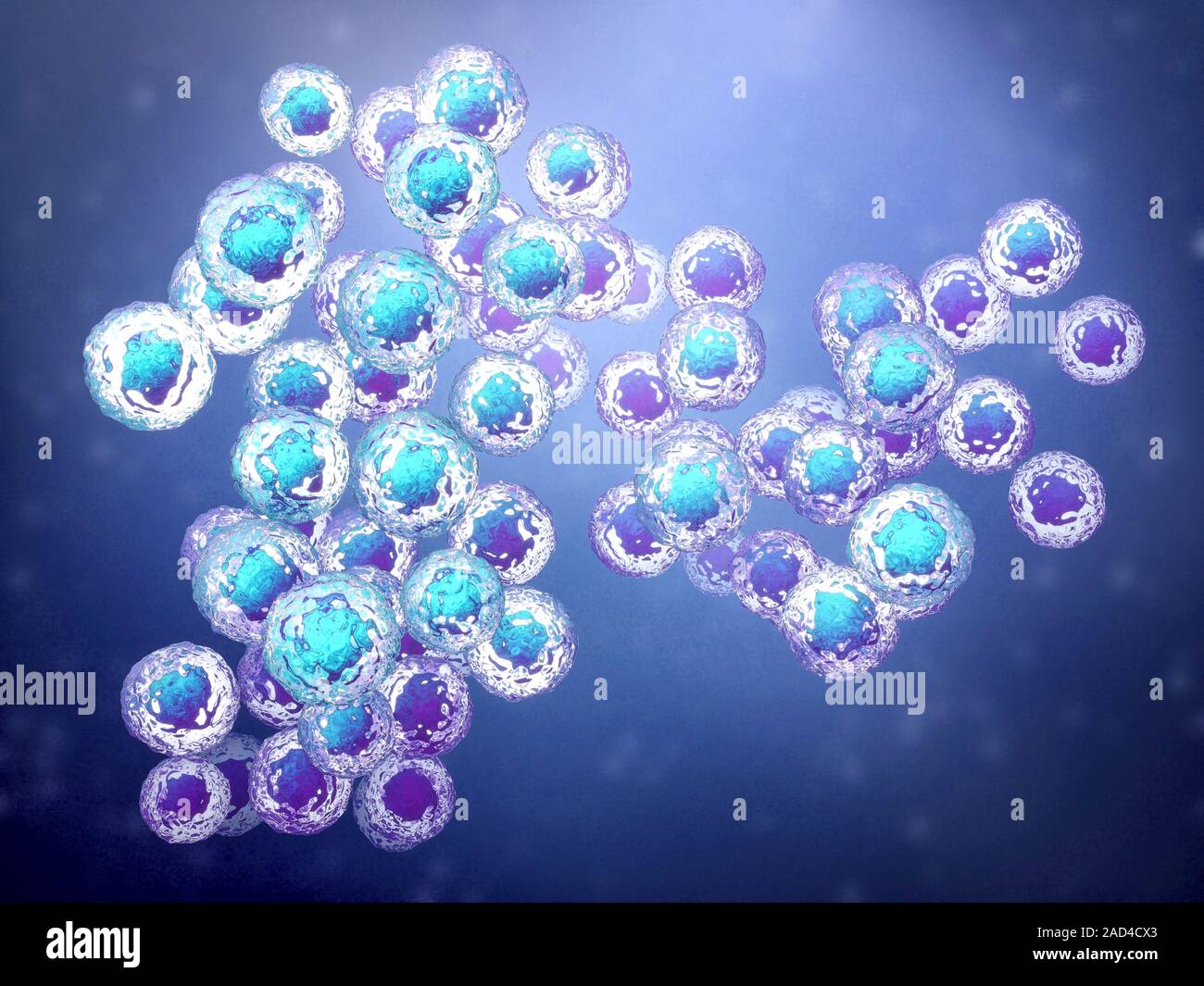 Stem cells, illustration. Stem cells are undifferentiated cells that ...