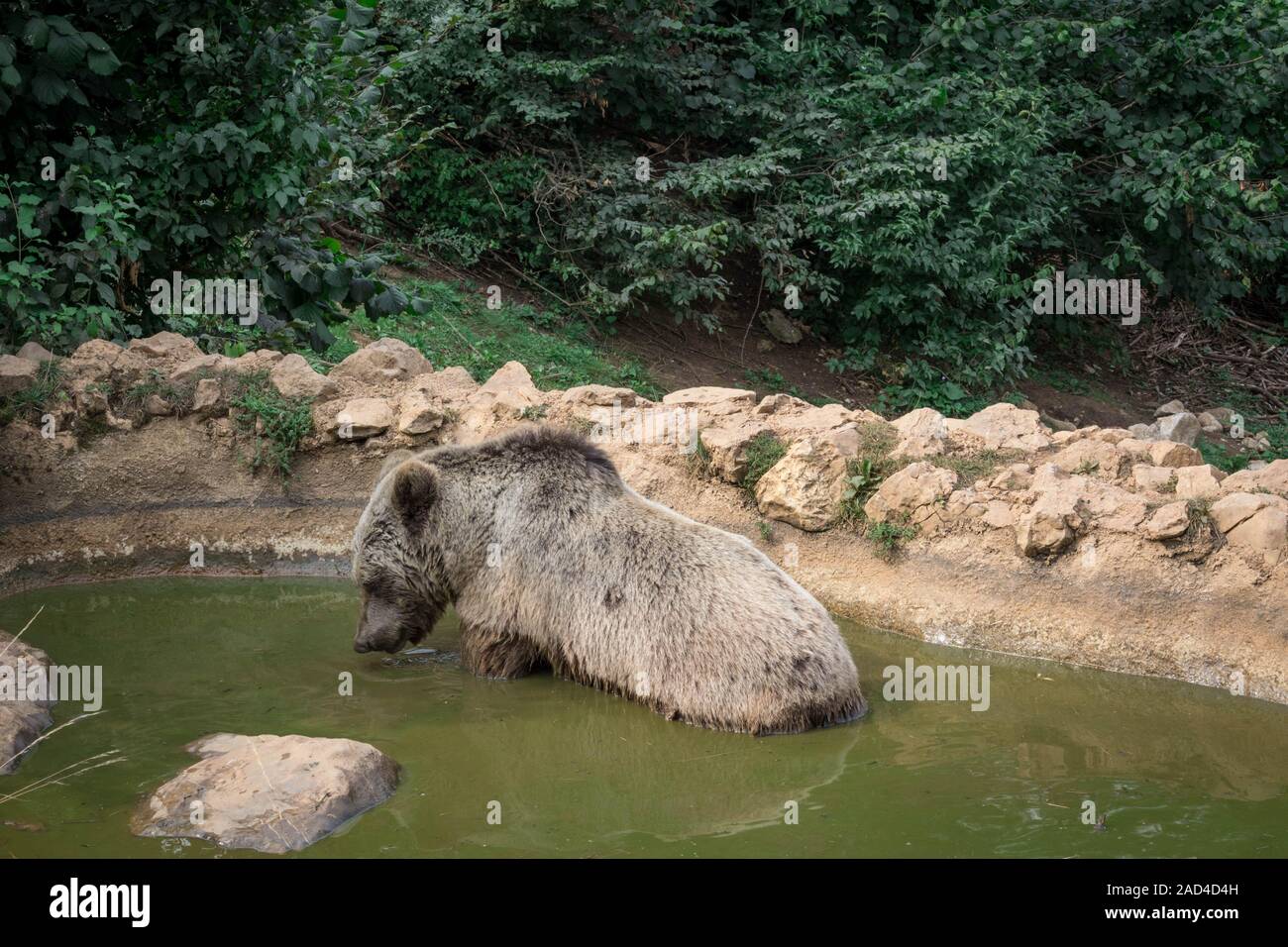 Bear sanctuary kuterevo croatia hi-res stock photography and images - Alamy