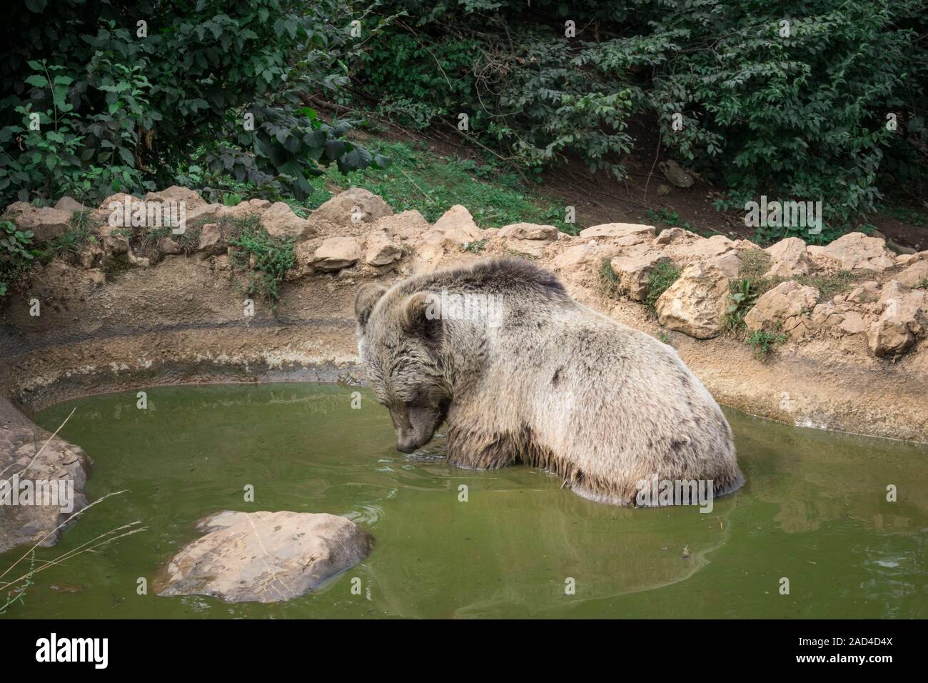 Young bear is bathing and drinking water in sanctuary Kuterevo, near ...