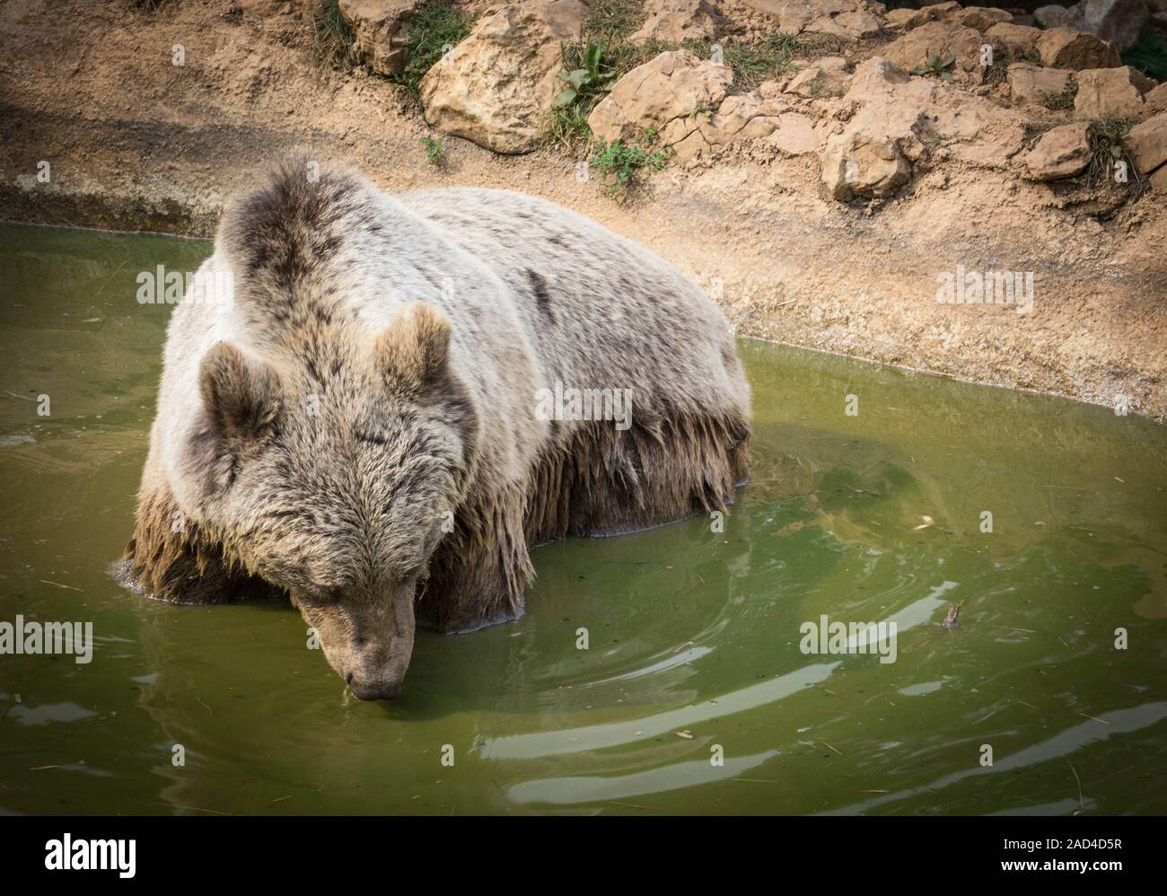 Young bear is bathing and drinking water in sanctuary Kuterevo, near ...