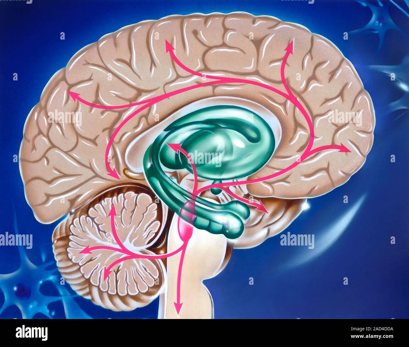 Neurology of Alzheimer's disease. Illustration of a sagittal view of ...