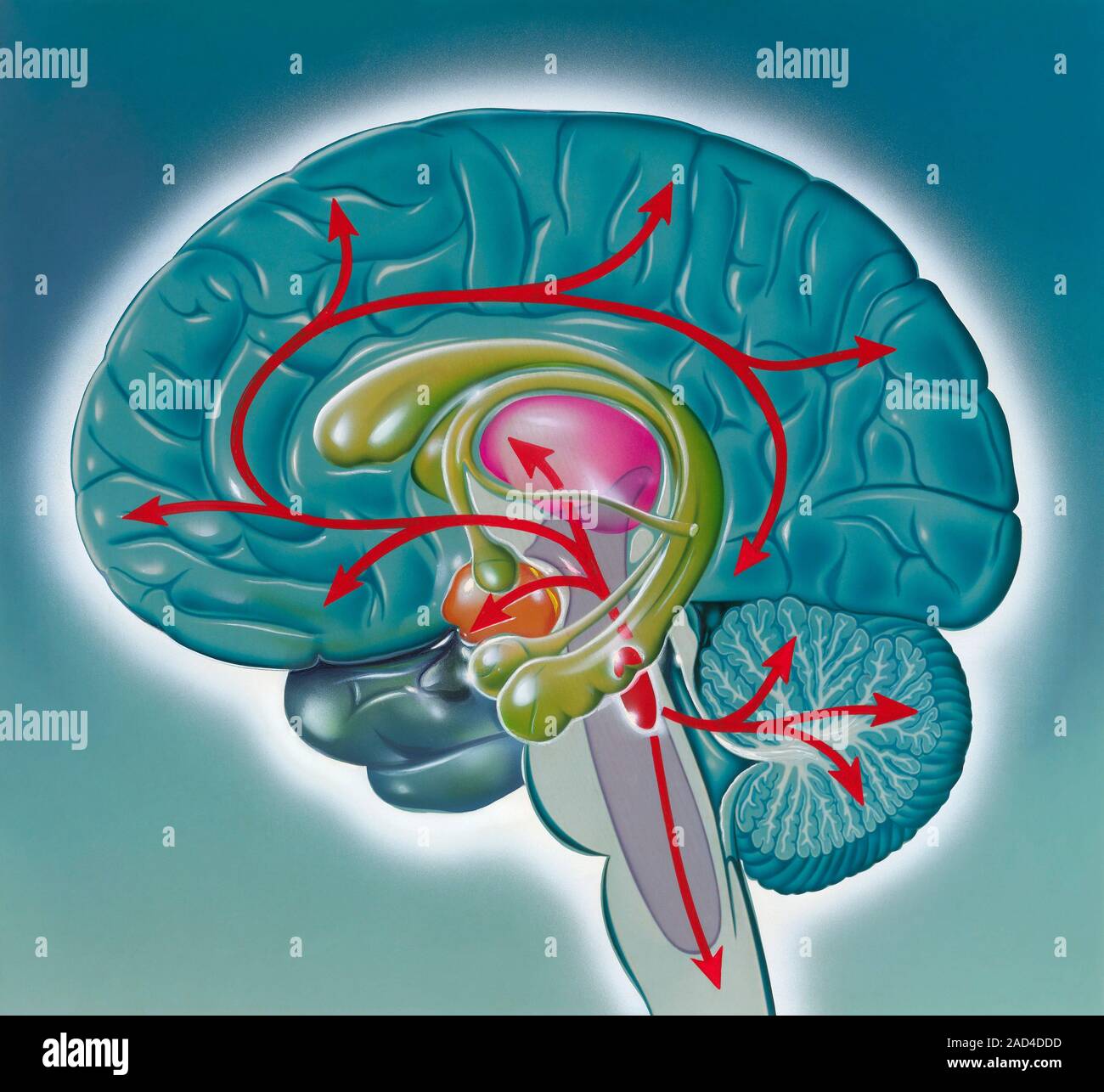 Neurology of Alzheimer's disease. Illustration of a sagittal view of ...