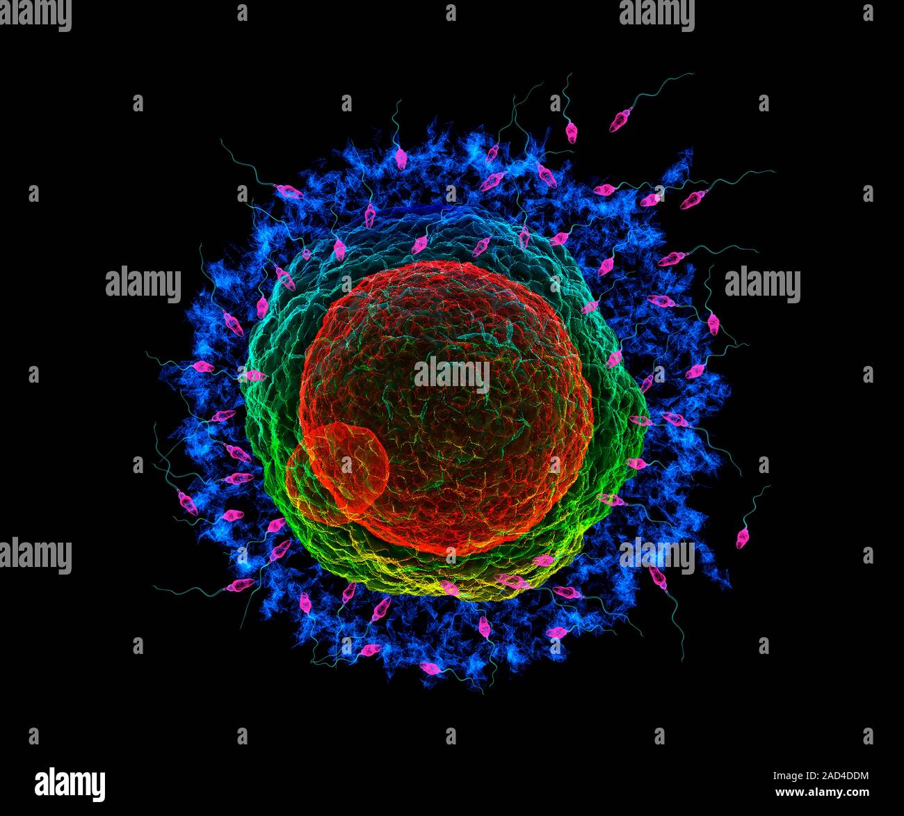 Illustration showing fertilisation of a human egg (ovum). The egg is ...