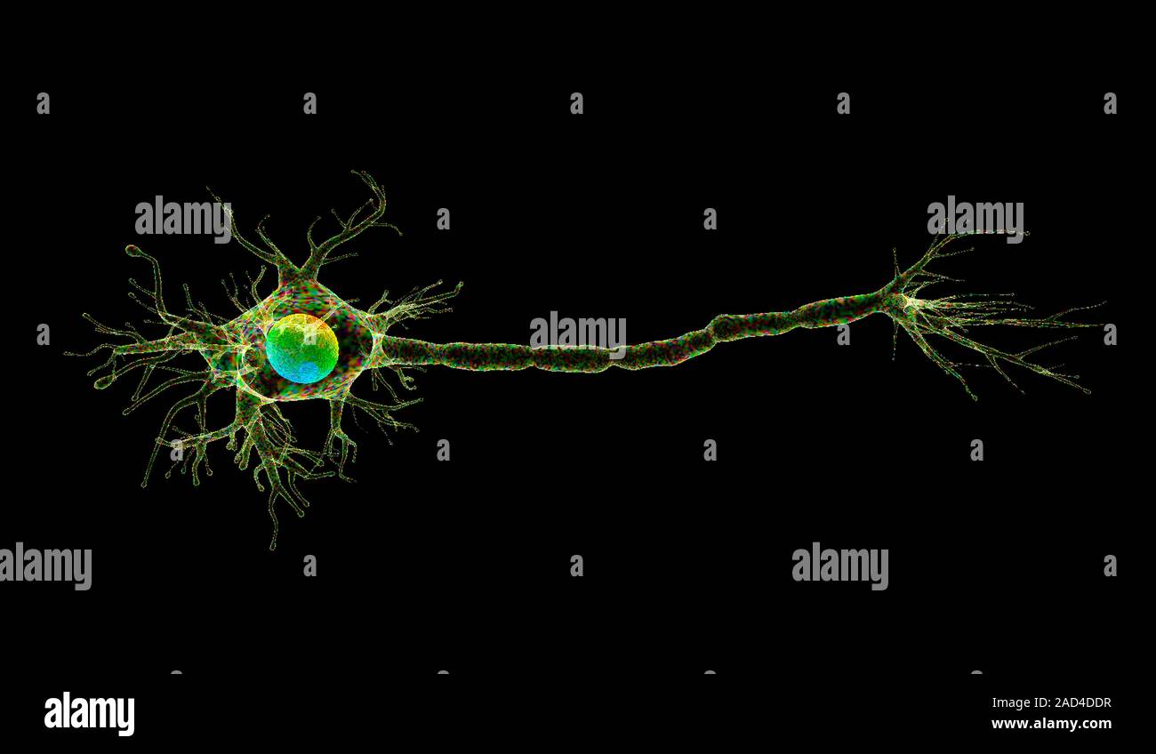 Motor neuron. Illustration of a human motor neuron, a type of nerve ...