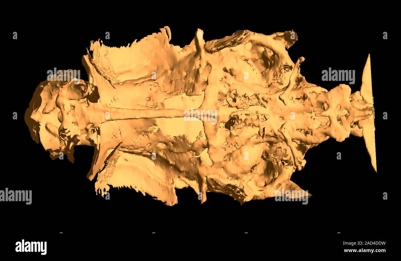 Zebrafish skull. Coloured 3D micro-computed tomography (CT) scan of the ...
