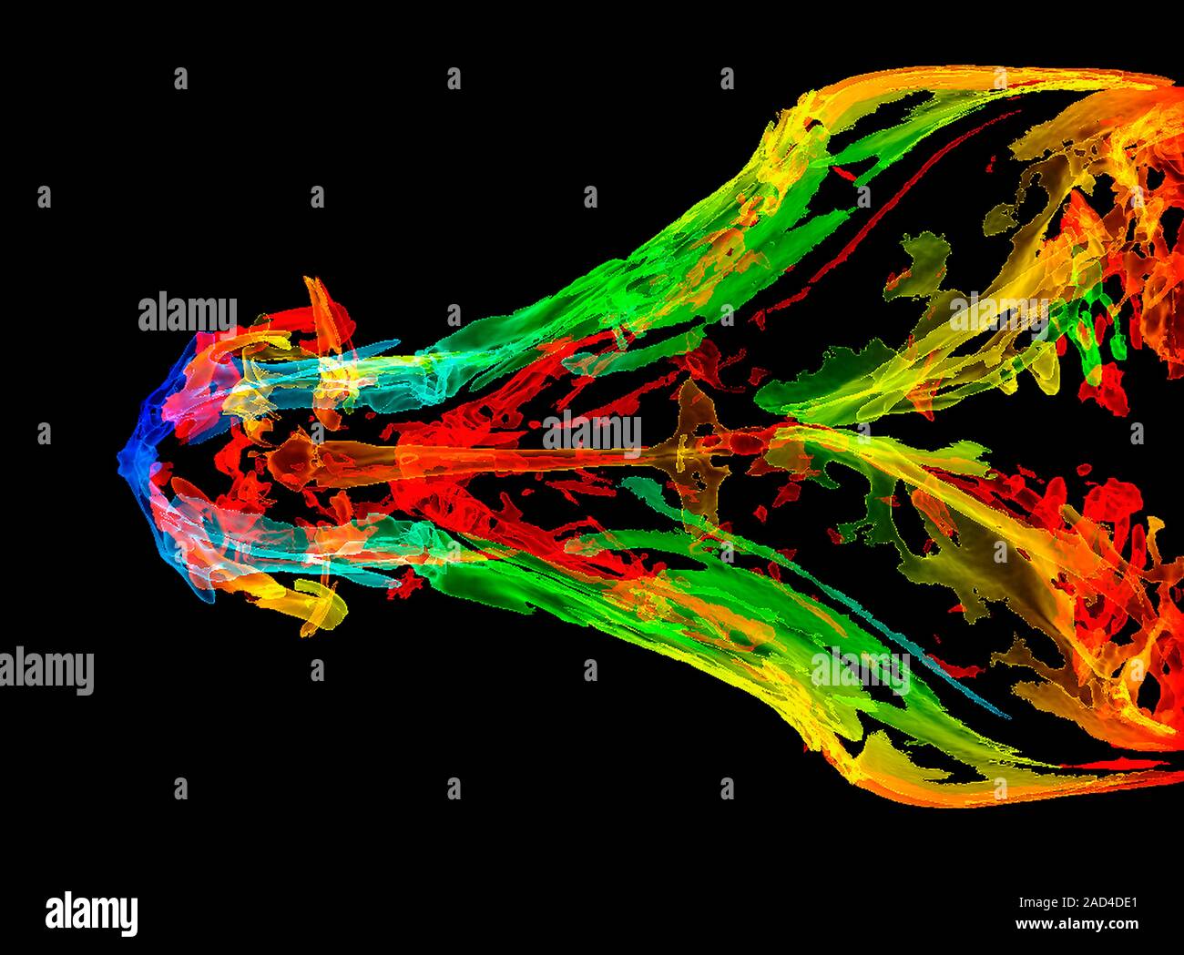 Zebrafish jawbones. Coloured 3D micro-computed tomography (CT) scan of ...