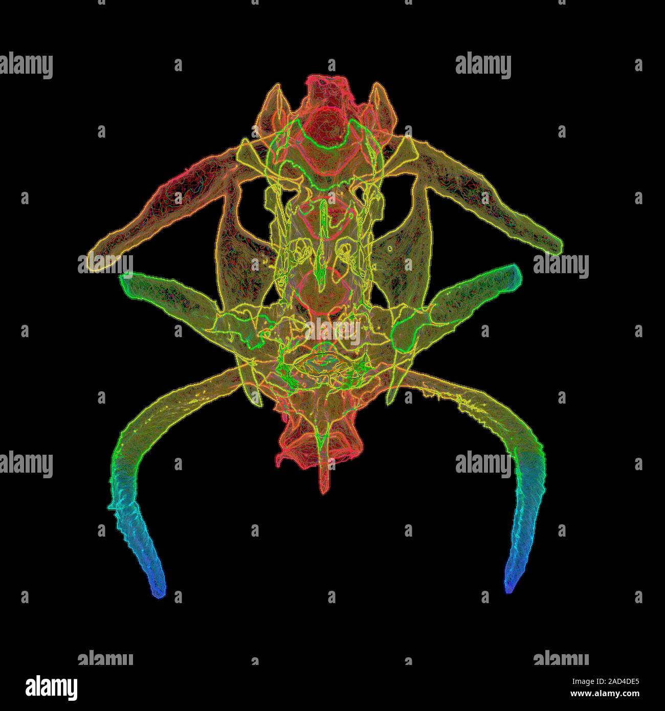 Zebrafish Weberian apparatus. Coloured 3D micro-computed tomography (CT ...