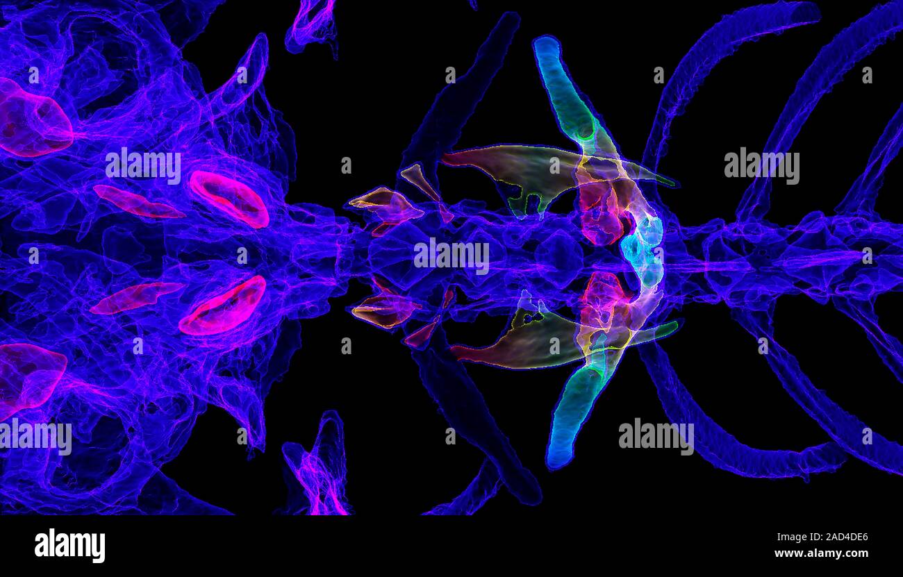 Zebrafish Weberian apparatus and otoliths. Coloured 3D micro-computed ...