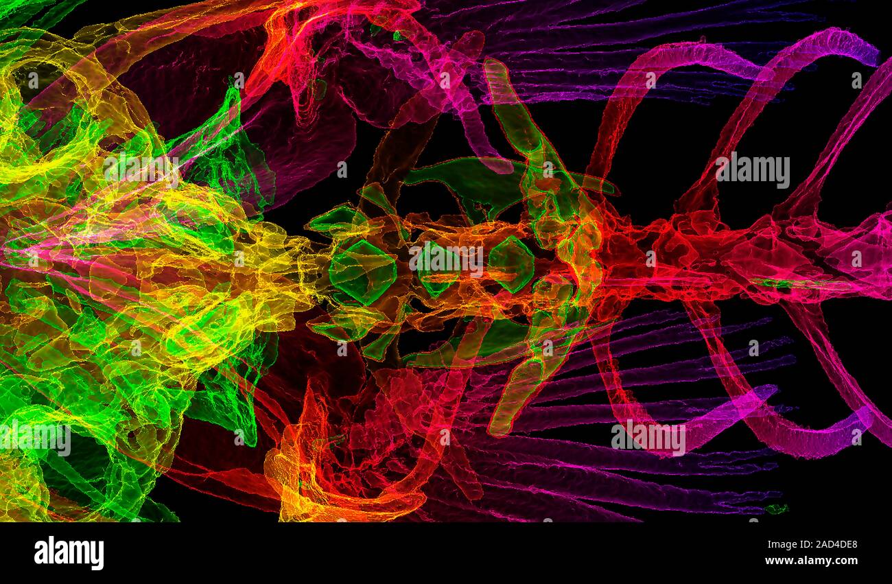 Zebrafish Weberian apparatus and otoliths. Coloured 3D micro-computed ...