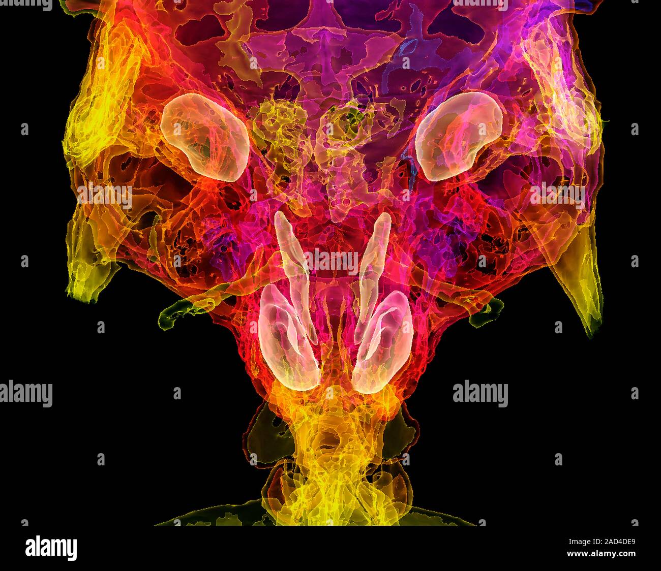 Zebrafish inner ear and otoliths. Coloured 3D micro-computed tomography ...
