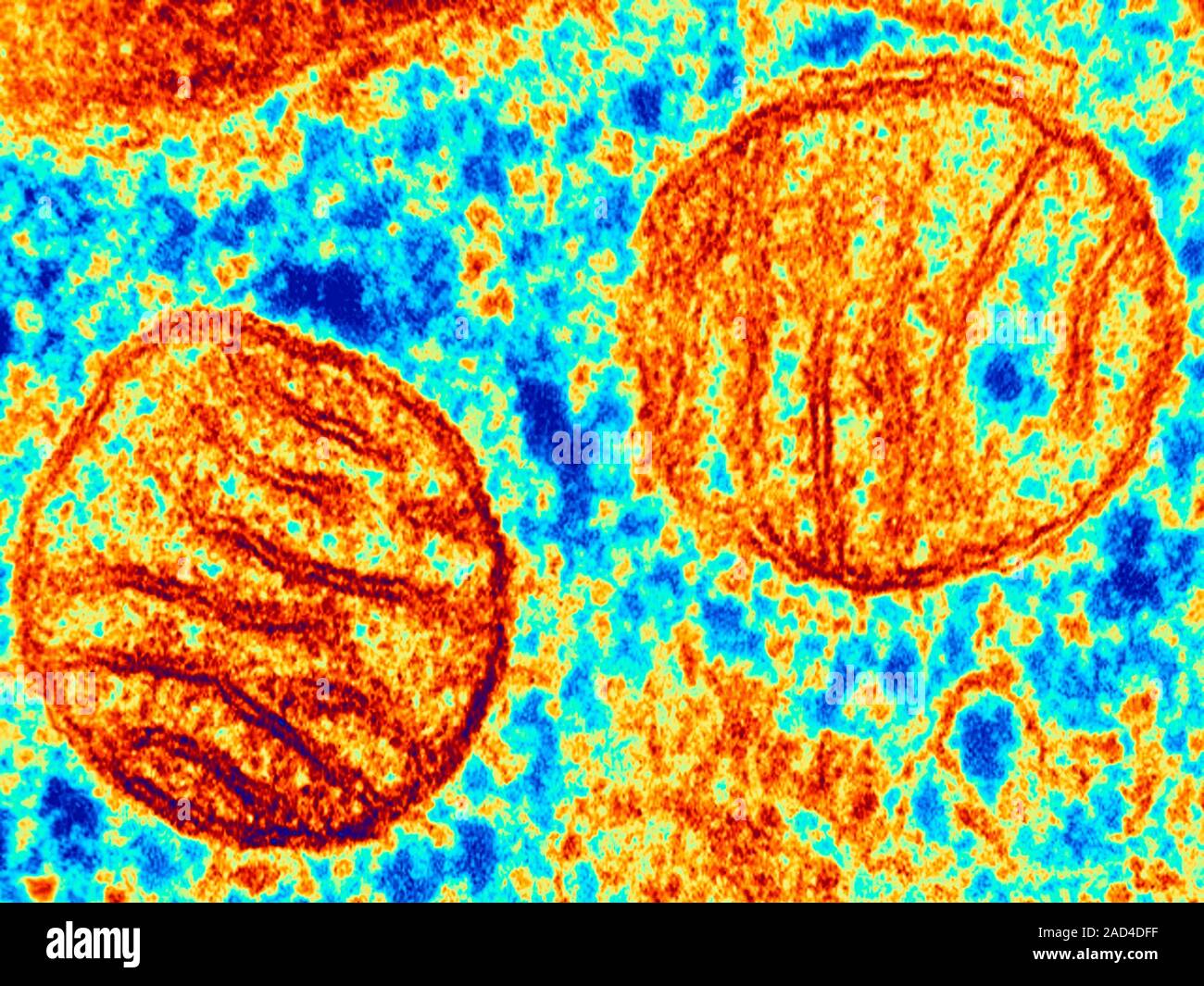 Mitochondria. Coloured transmission electron micrograph (TEM) of sectioned mitochondria (red and ...