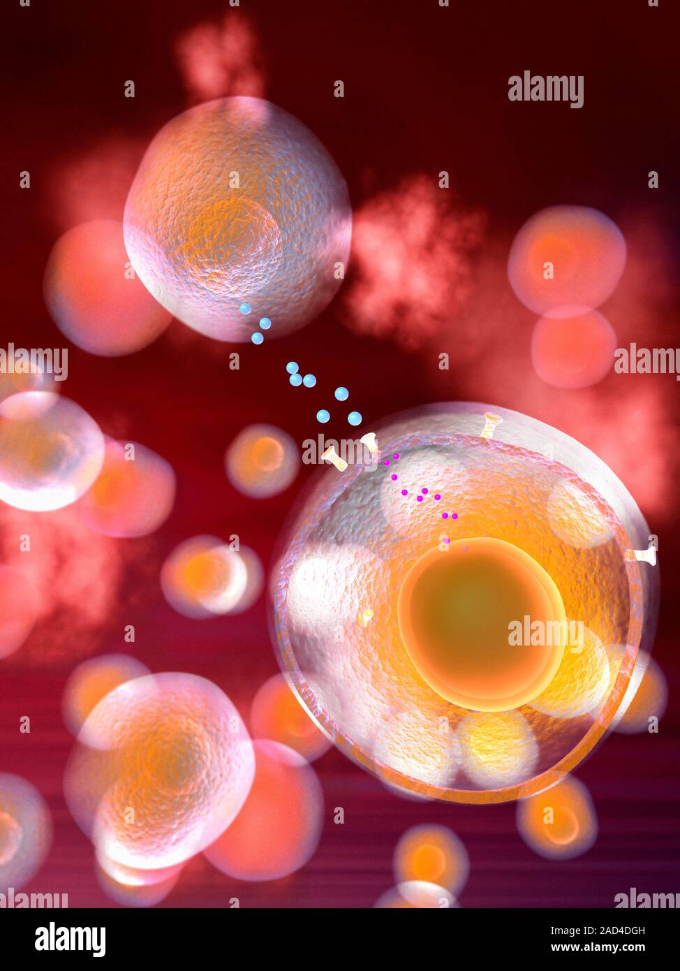 Cell signalling, illustration. Signalling molecules (blue spheres ...