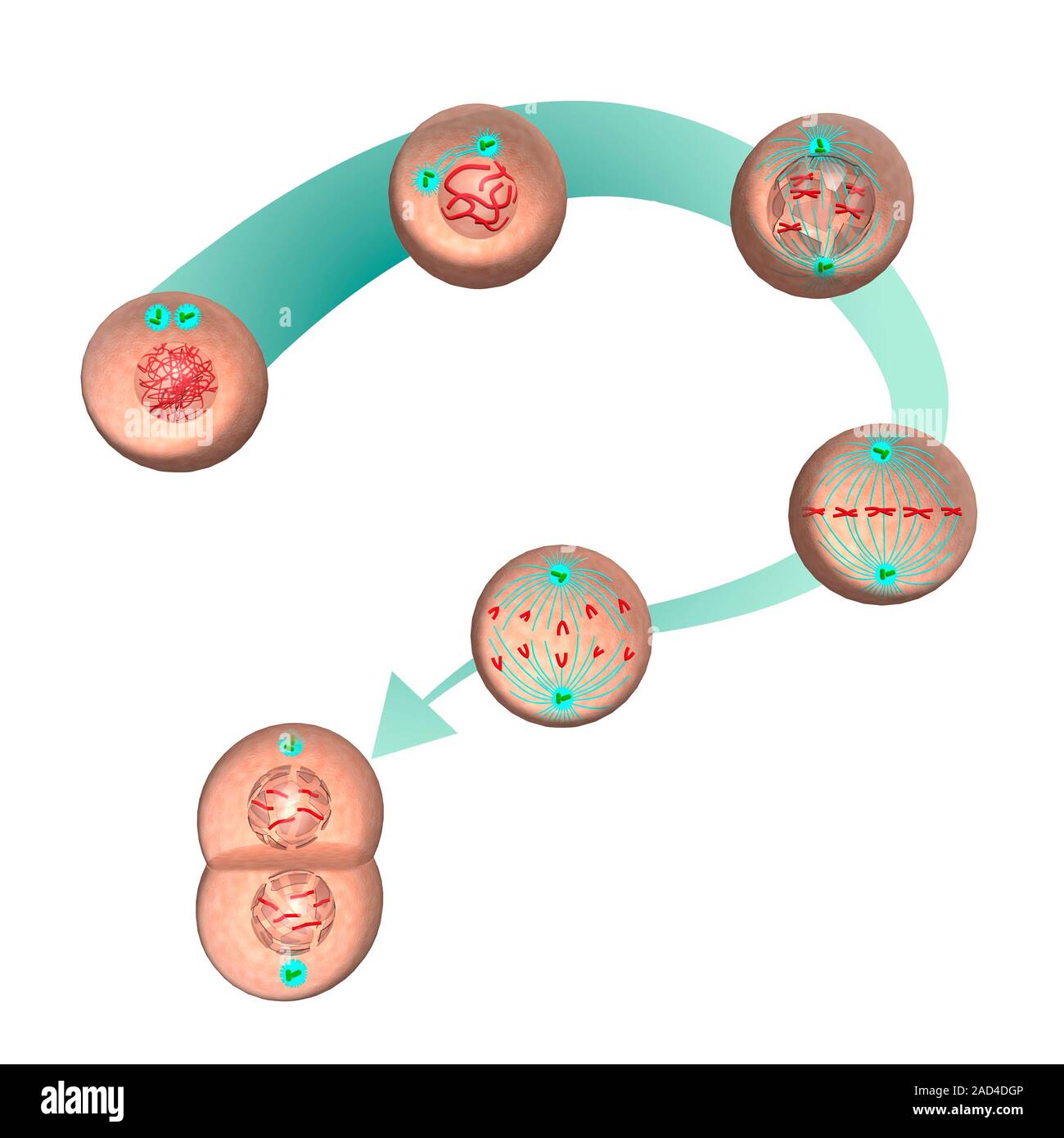 Mitosis. Illustration of a cell undergoing mitosis (nuclear division ...