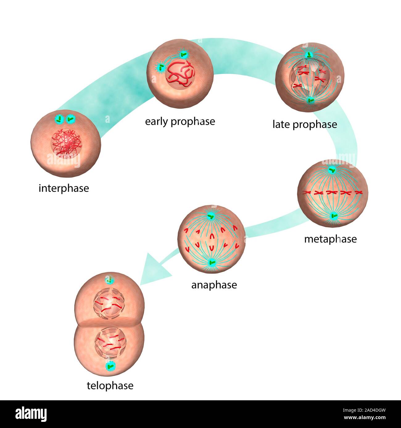 Mitosis. Annotated illustration of a cell undergoing mitosis (nuclear ...