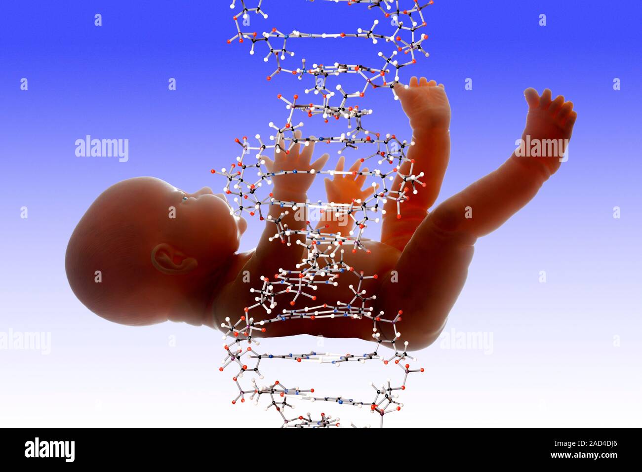 Designer baby, conceptual image. Computer illustration of a baby with a ...