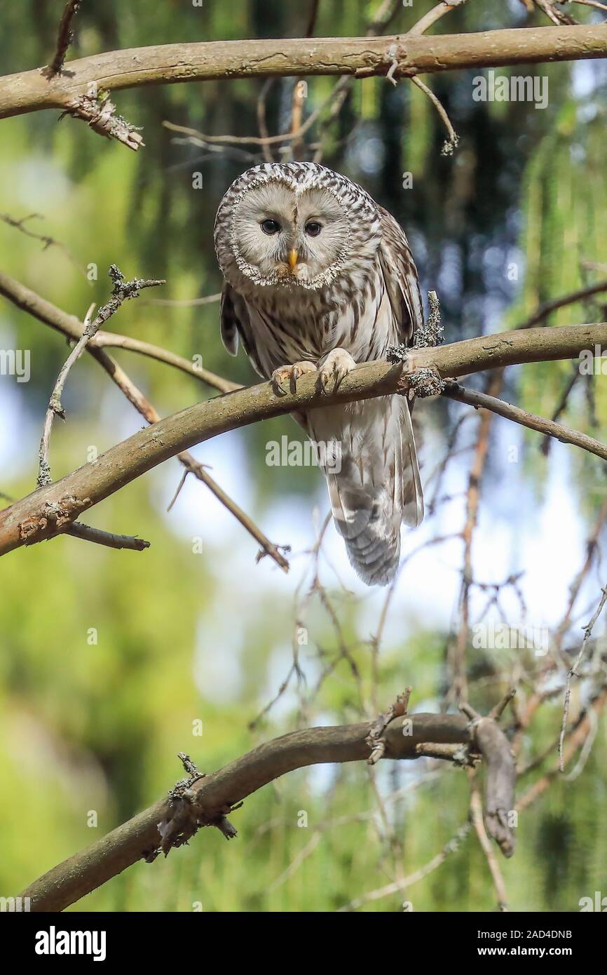 Ural owl ural owl hi-res stock photography and images - Alamy