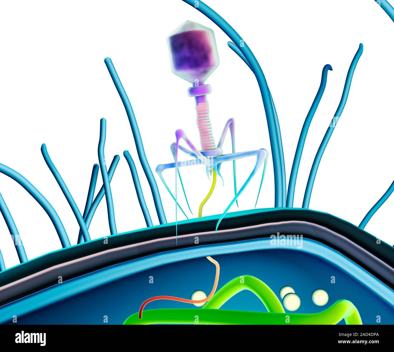 Bacteriophage on bacterium. Illustration of a bacteriophage injecting ...