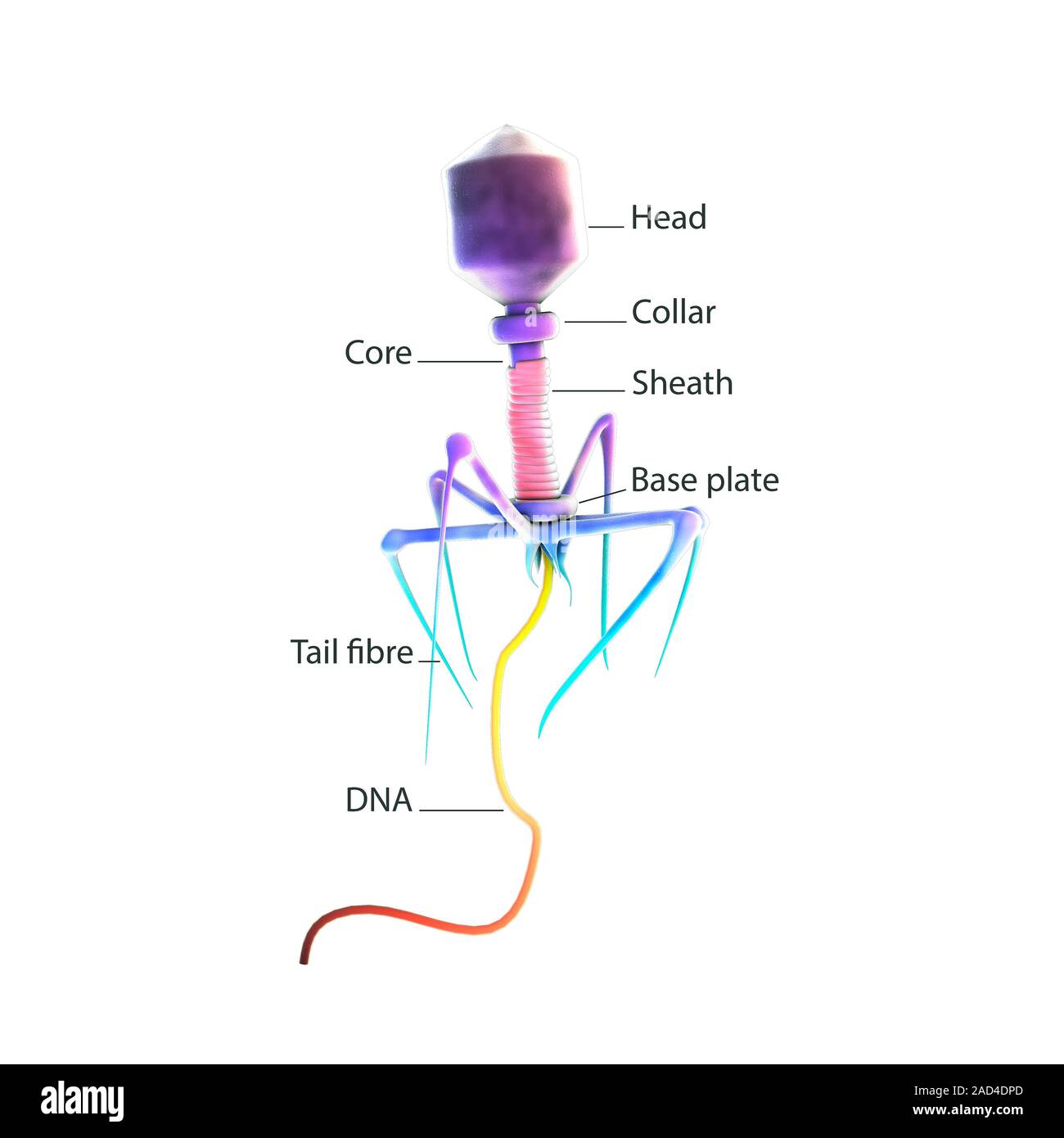 Bacteriophage. Illustration of a bacteriophage injecting its genetic ...
