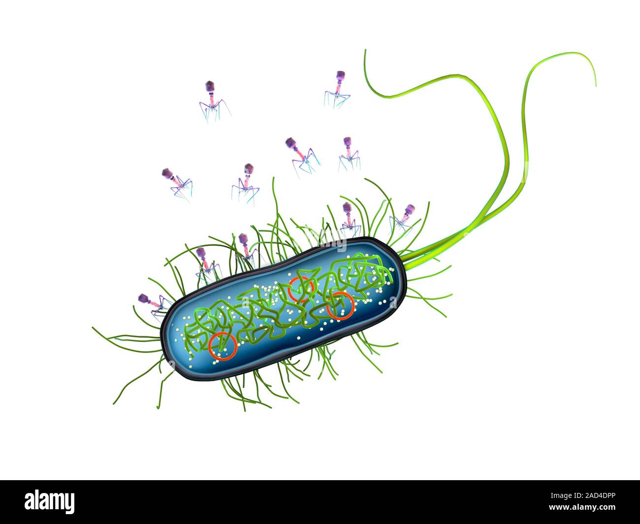 Bacteriophage attack. Computer illustration showing bacteriophage virus particles (virions ...