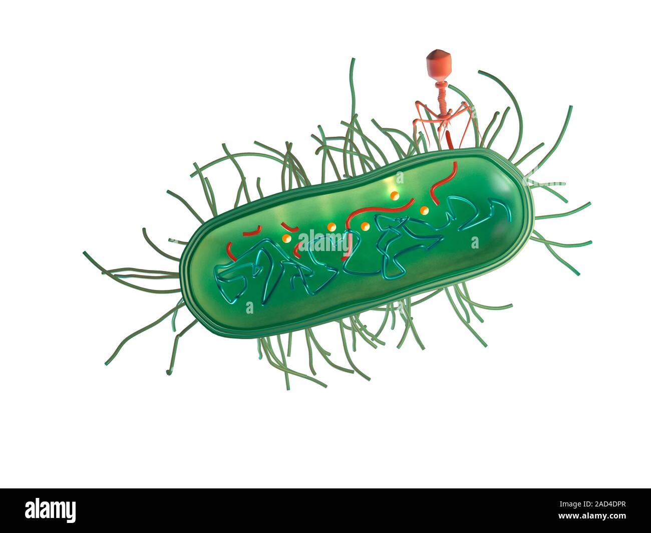 Bacterial defence against bacteriophage. Computer illustration showing ...