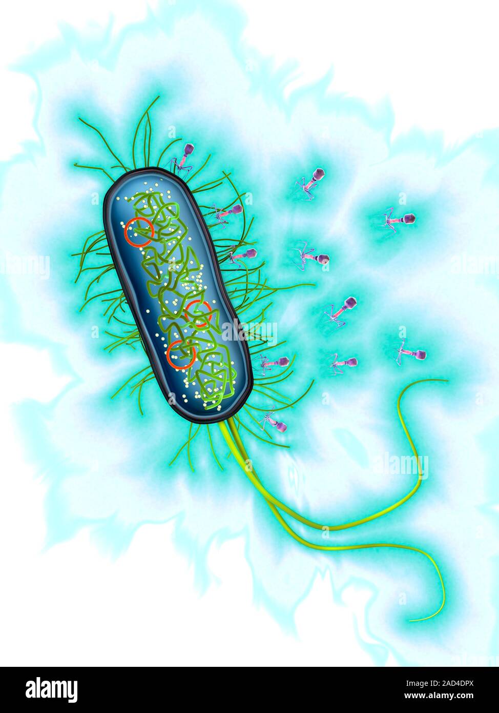Bacteriophage attack. Computer illustration showing bacteriophage virus particles (virions ...