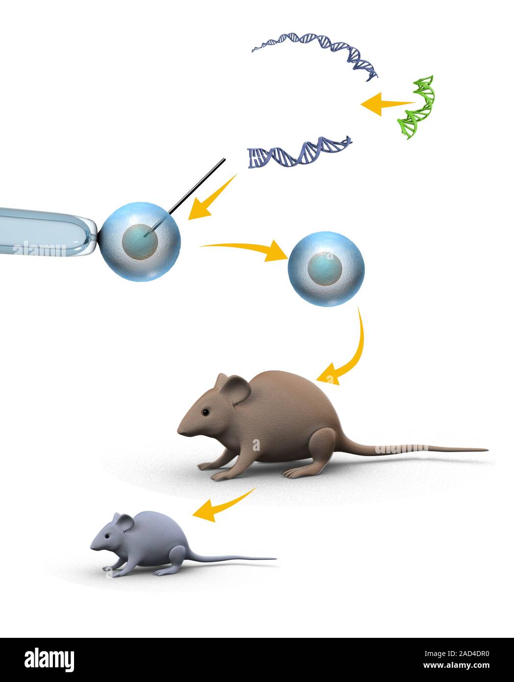 Genetically modified mouse. Computer illustration showing modified ...