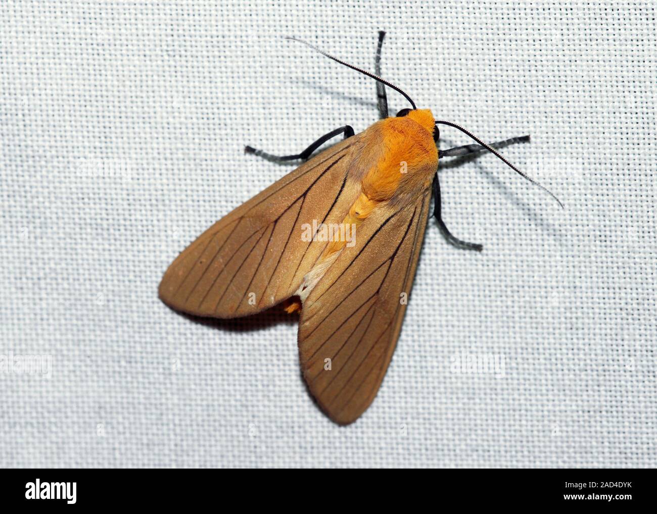 Moth On A Moth Trap Moth That Has Been Attracted By A Mercury Vapour Moth Trap A Mercury