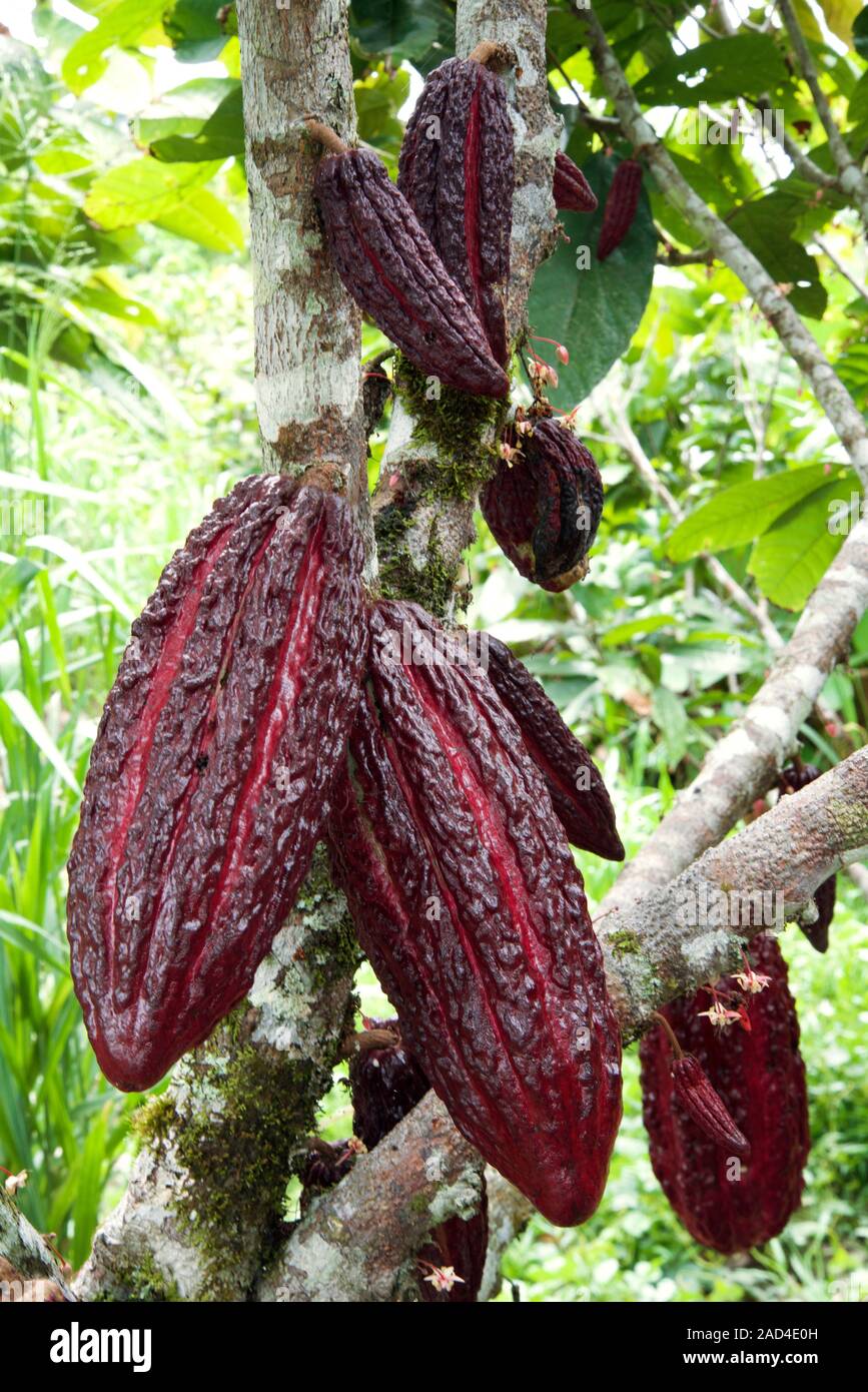 Cocoa pods on a tree. Arriba cocoa pods growing on a cocoa (Theobroma ...