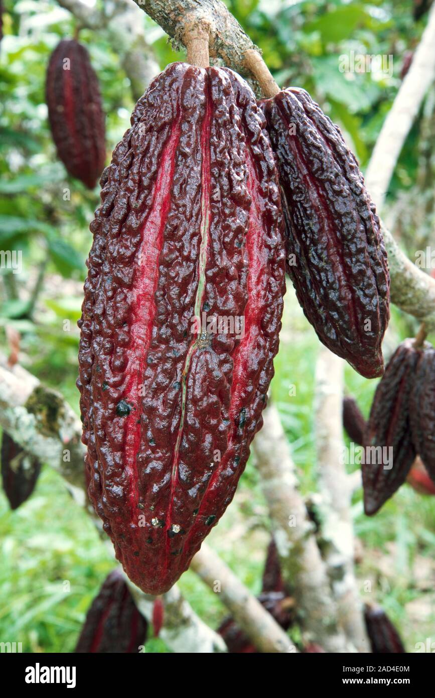 Cocoa pods on a tree. Arriba cocoa pods growing on a cocoa (Theobroma ...
