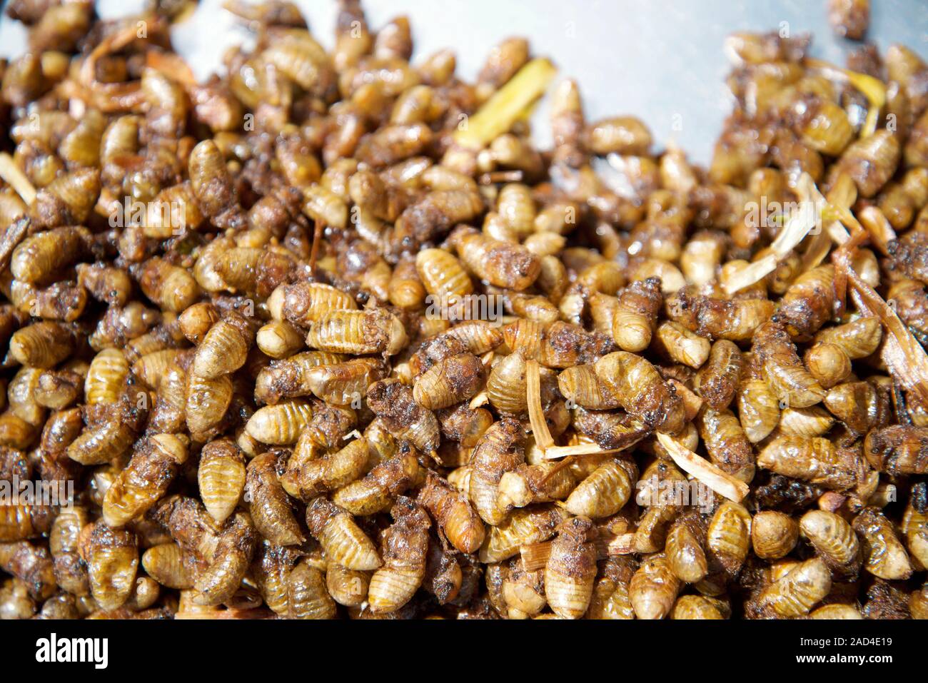 Fried cicadas. Close-up of fried cicadas (superfamily Cicadoidea) being ...