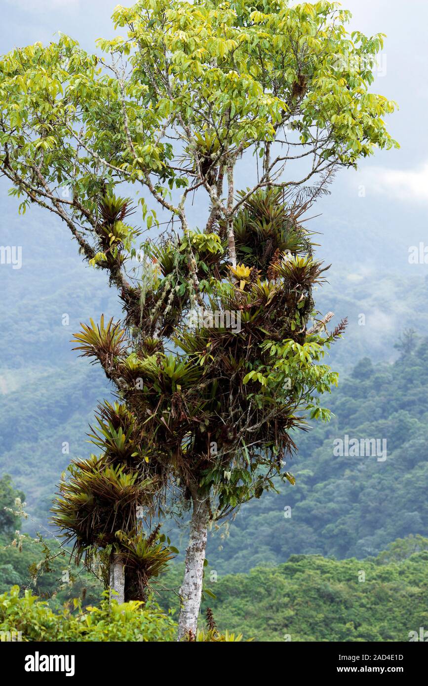 Epiphytes on a tree. Various epiphytes growing on a tree. Epiphytes are ...