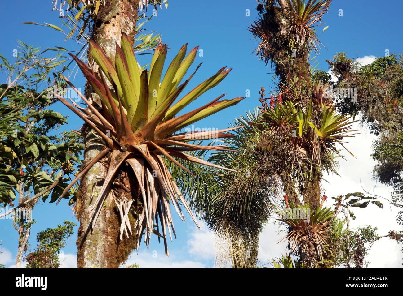 Epiphytes on palm trees. Various epiphytes growing on a tree. Epiphytes ...