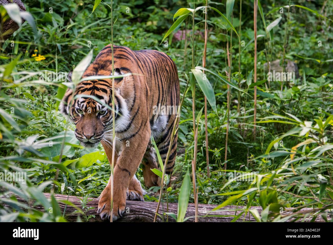 Sumatran tiger (Panthera tigris sondaica) hunting in tropical forest ...