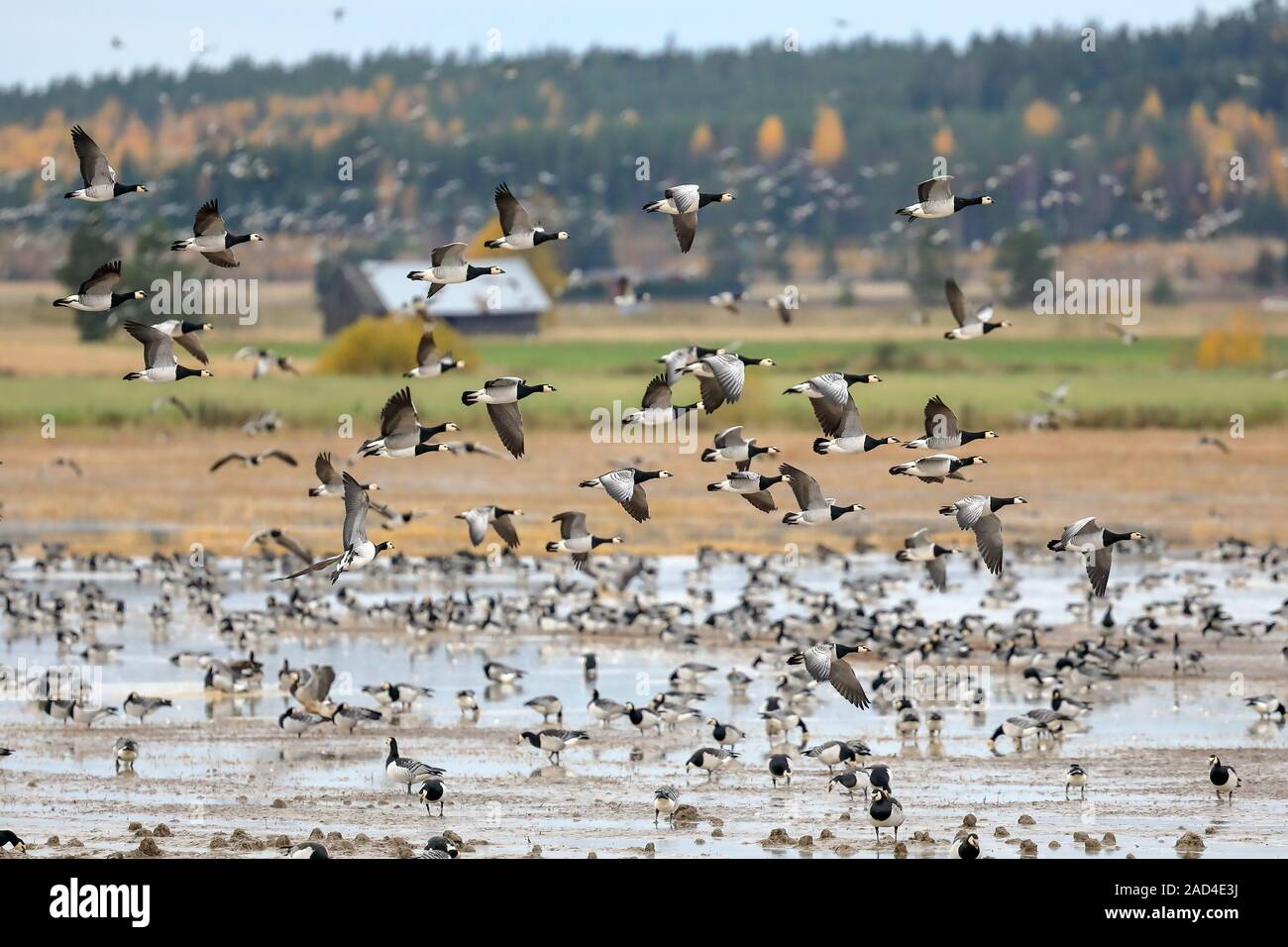Barnacle goose migration hi-res stock photography and images - Alamy
