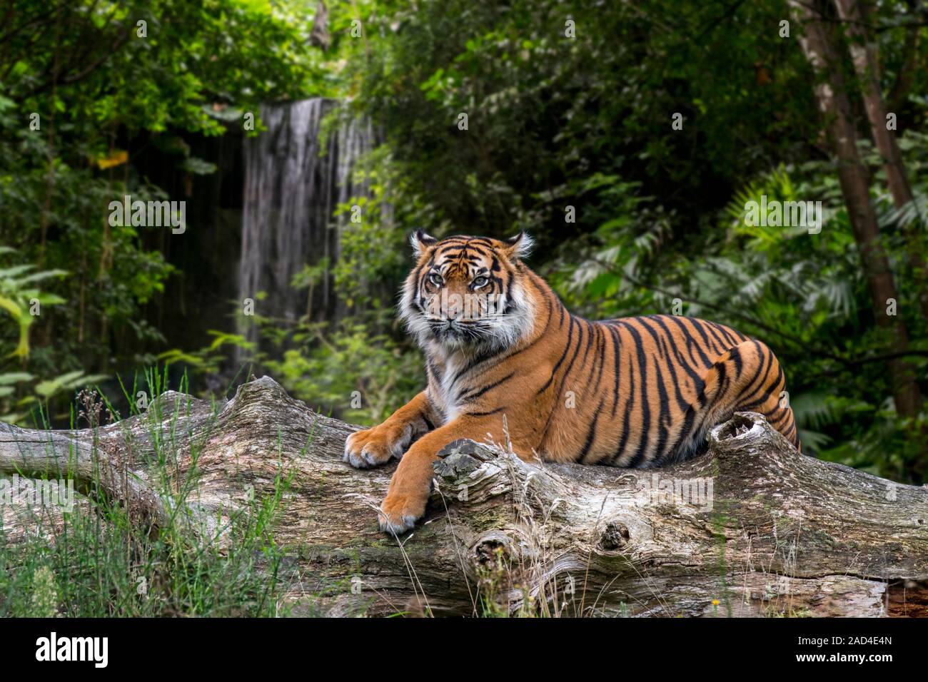Sumatran tiger (Panthera tigris sondaica) resting on fallen tree trunk ...