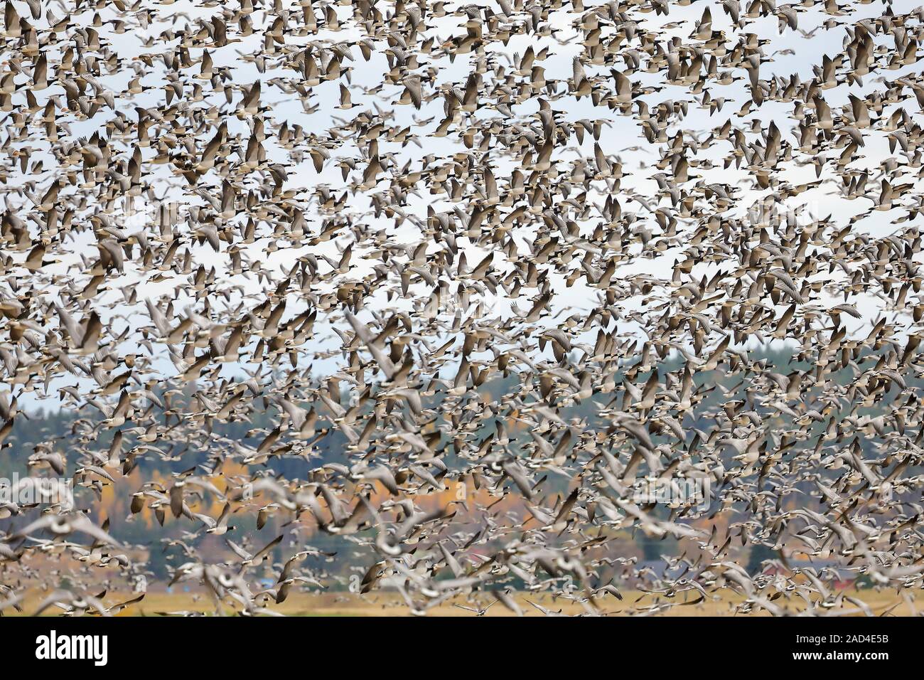 Barnacle goose migration hi-res stock photography and images - Alamy