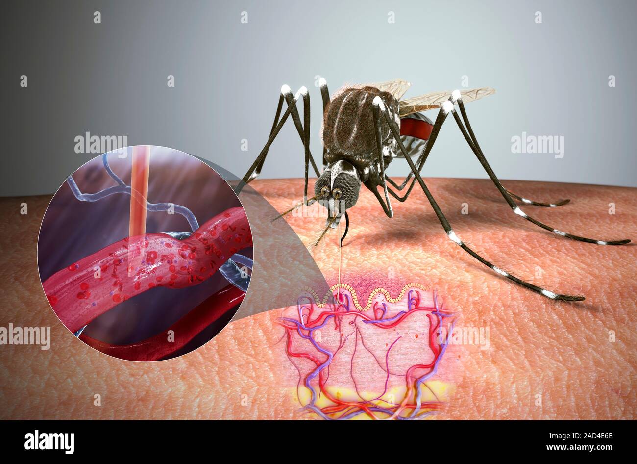 Aedes aegypti mosquito and Zika virus. Computer illustration of a ...