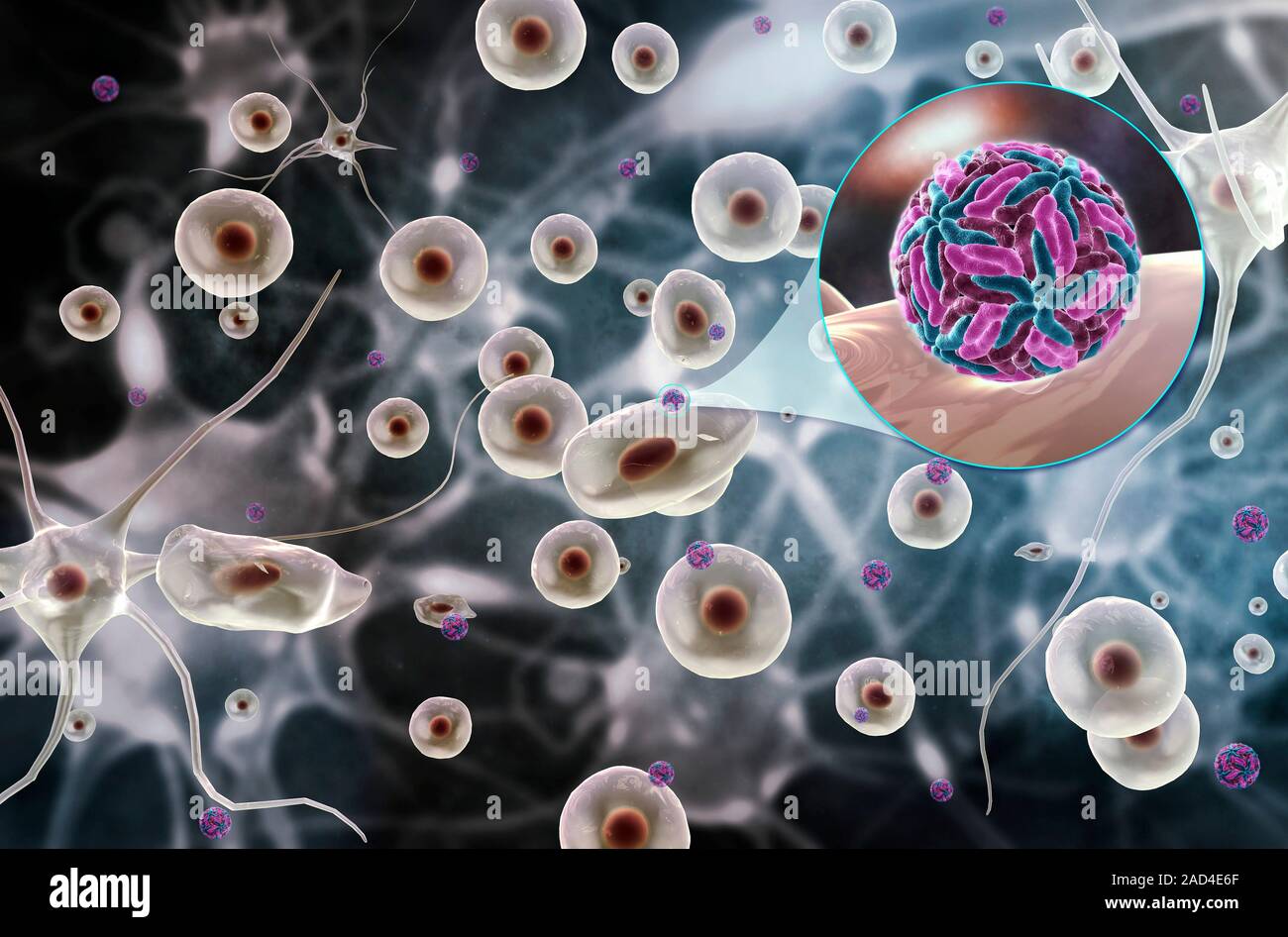 Zika virus and stem cells. Computer illustration of a Zika virus (ZIKV ...