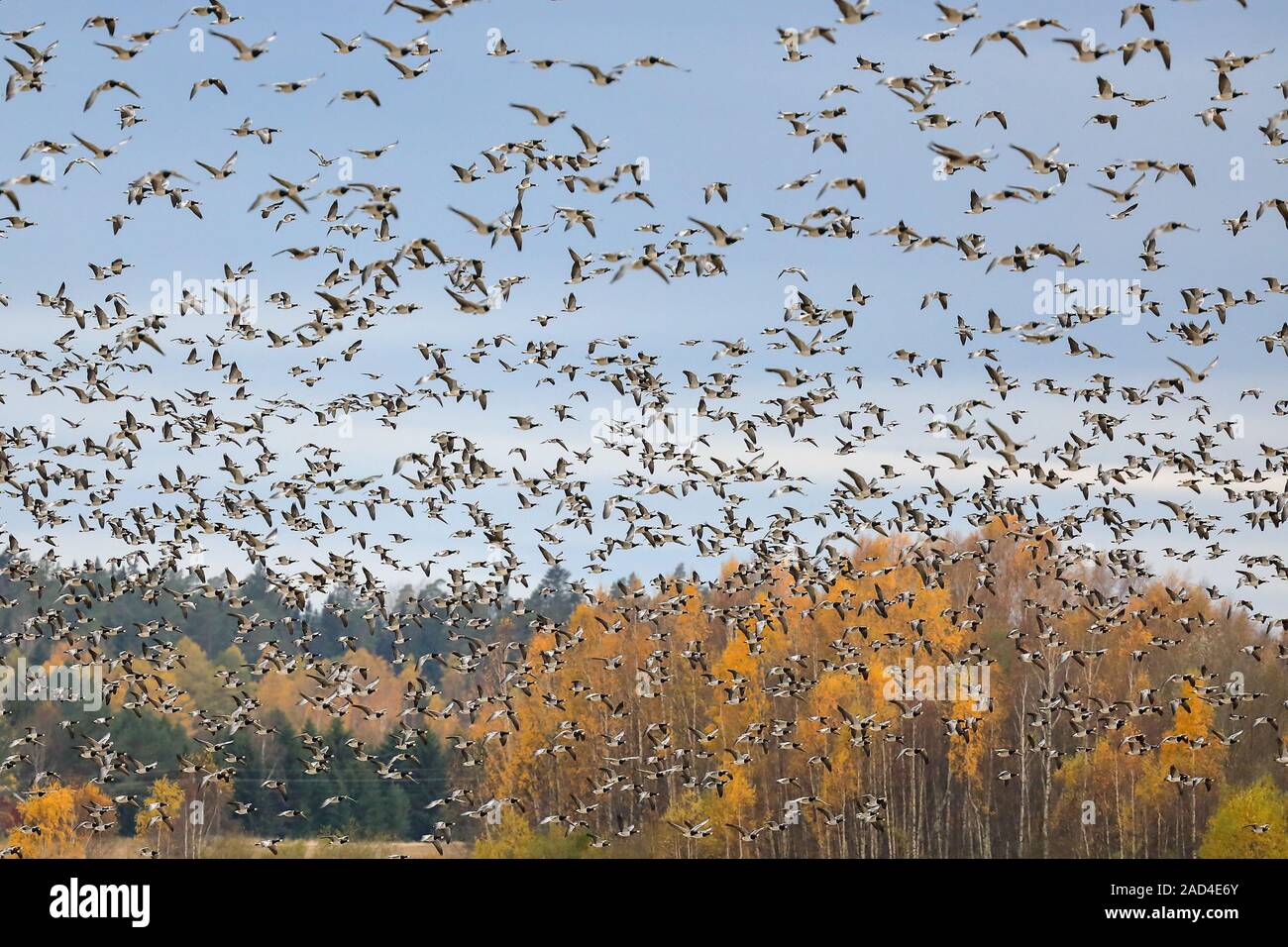 Time migration hi-res stock photography and images - Alamy