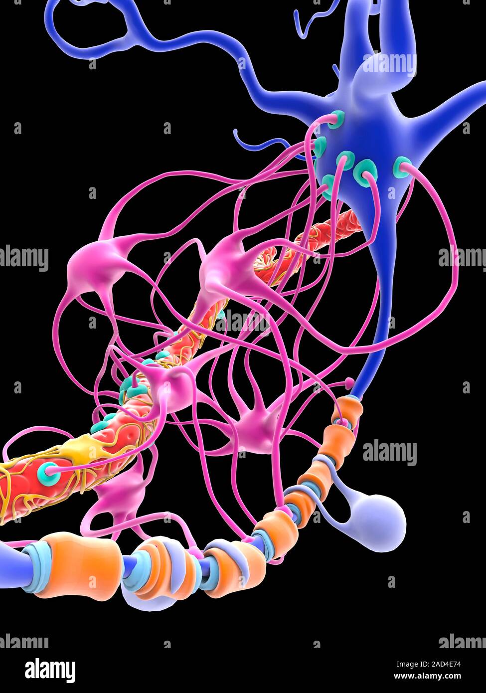 Computer illustration of the hematoencephalic barrier between the blood ... Computer illustration of the hematoencephalic barrier between the blood ...