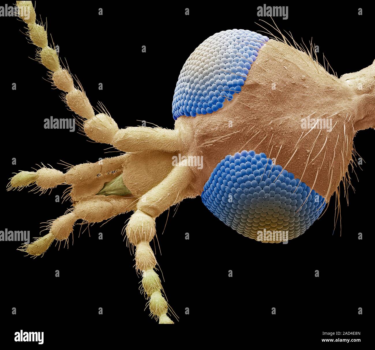 Crane fly head. Coloured scanning electron micrograph (SEM) of the head ...