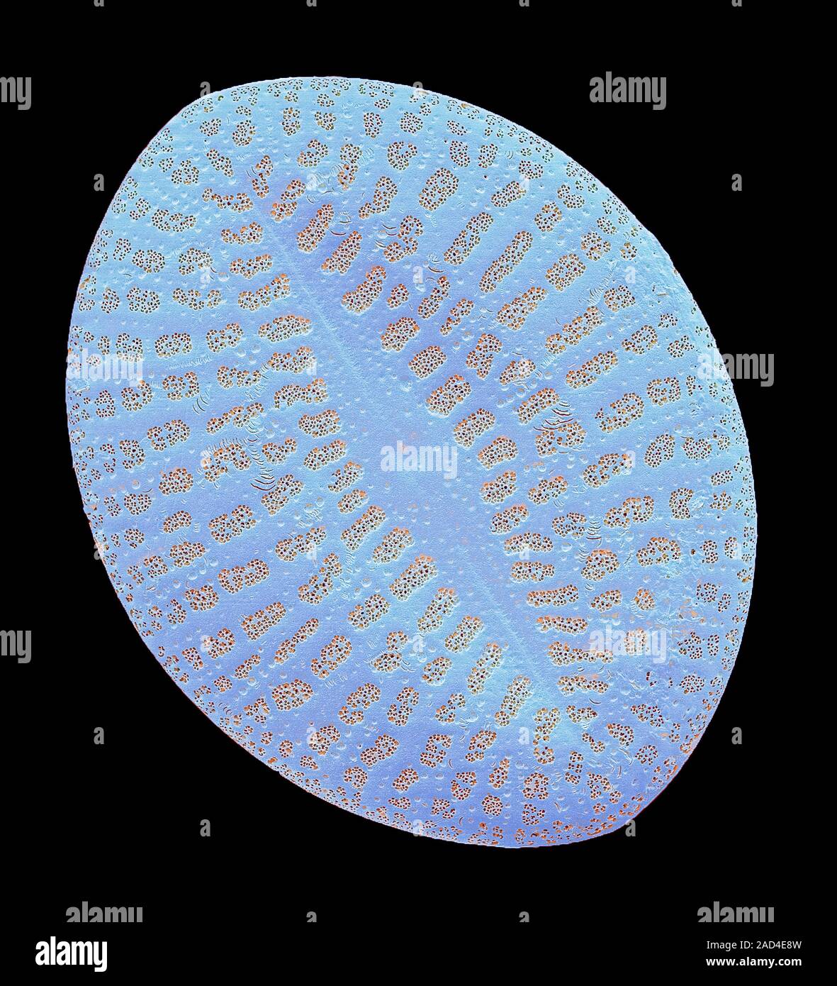 Diatom. Coloured scanning electron micrograph (SEM) of a single diatom ...